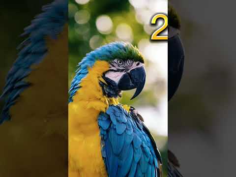 Top 5 beautiful animals Images@#