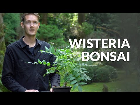 Wisteria Bonsai care