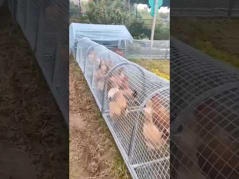 The BEST Chicken Coop for 2024 Backyard Farmers Need to Know