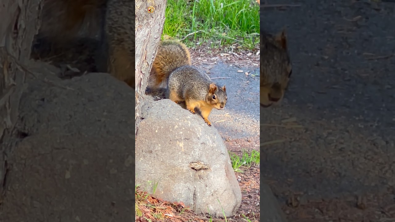 Squirrel - squirrel sounds 🐿️