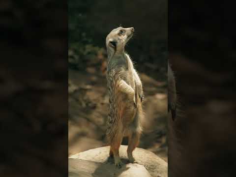 Real Emotion in Nature, Meerkat Brilliance!
