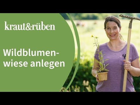 Wildblumenwiese anlegen🐝 Unsere Biogarten-Welt