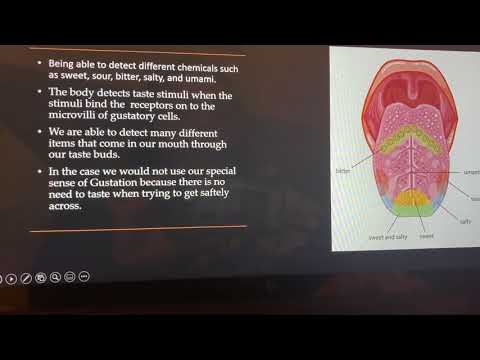 Special senses PowerPoint presentation