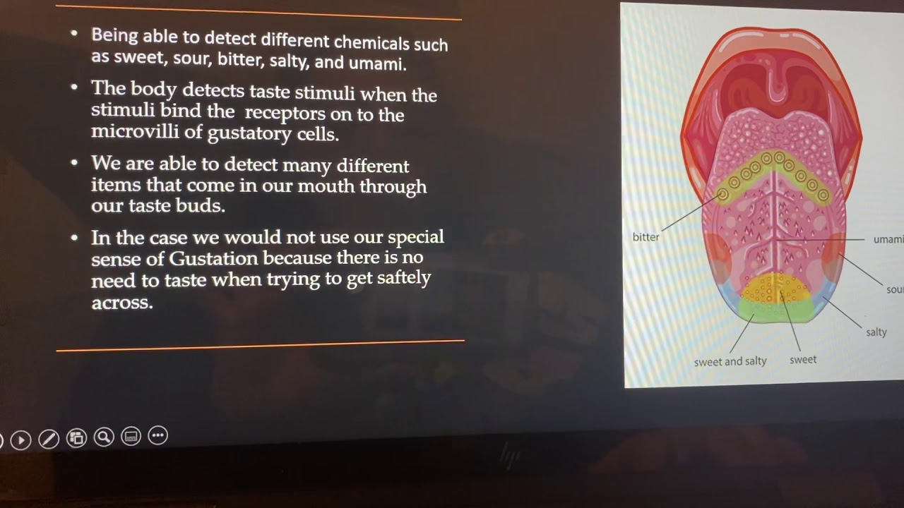 Special senses PowerPoint presentation