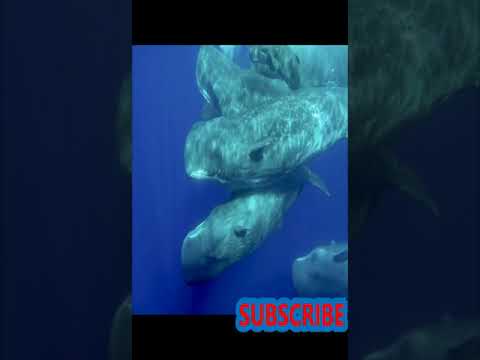 Whales fish moving in group #Shorts