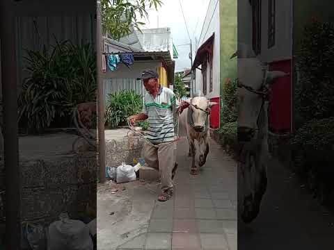 kedatangan hewan qurban #shorts