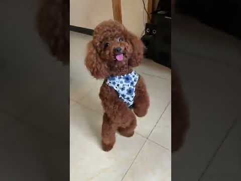 Cute Poodle Dog Dancing#shorts