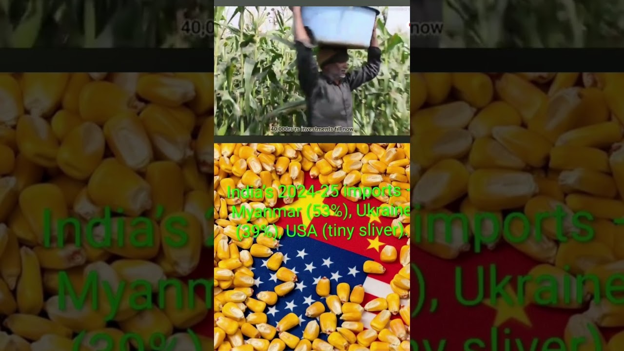 India Says NO to US Corn | Explained