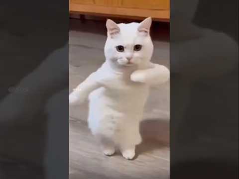 Cat Drifting ???? | #cat
