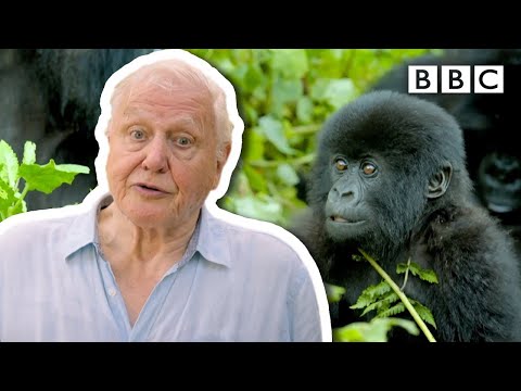 How one community came together to save the gorilla | Extinction: The Facts - BBC