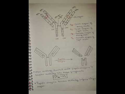 antibody structure, function and classification #msc3rdsemester #universityexam #immunology