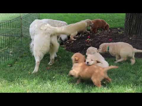 Golden Retriever Puppies For Sale