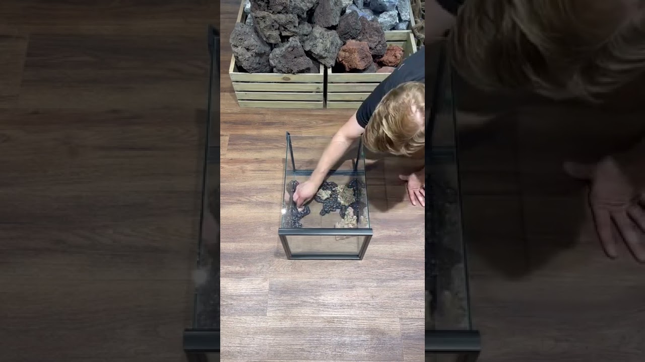 Easy DIY Background #bioactivebuild #livingvivarium #isopods #plantedtank #tinyterrarium #reptiles