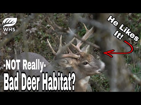Autumn Olive And Honeysuckle Deer Rant