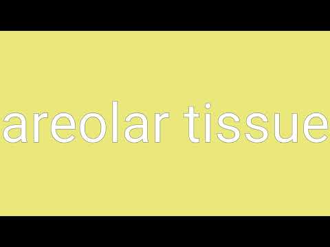 Areolar Tissue Definition & Meaning