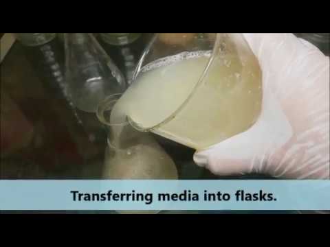 Easy recipe of potato dextrose agar (PDA) media to grow fungi