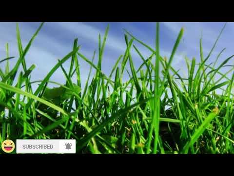 Beautiful medow green grass image background in HD .