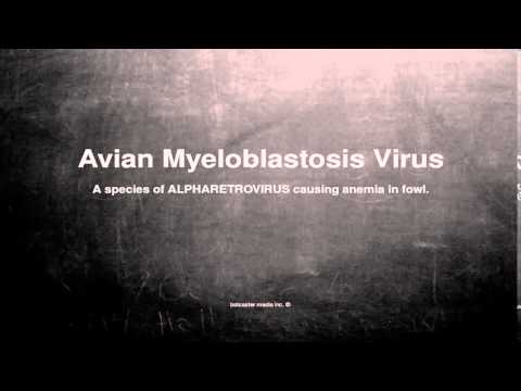 Medical vocabulary: What does Avian Myeloblastosis Virus mean