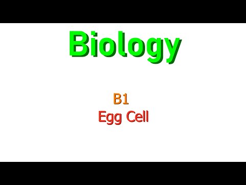B1. Egg Cell