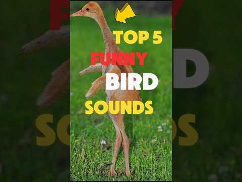 Top 5 Funniest Bird Sounds Ever!