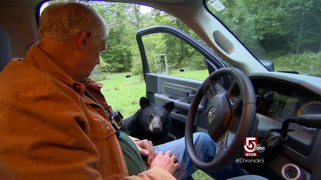 Breakthrough bear research