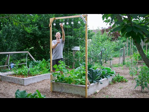 How to Build a Cucumber Trellis Using Only ONE PIECE of WOOD, CHEAP and EASY Backyard Gardening