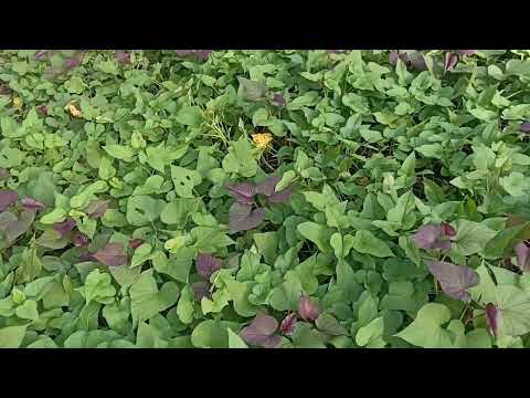 TARO LEAVES IN ENGLISH, GABI IN TAGALOG, NATONG IN BICOL #taro #viralvideo #ytviral #food