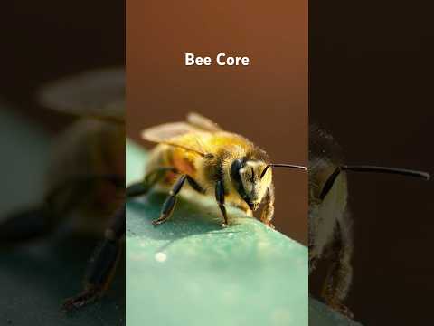 Bee Core #animalshorts #animals #bee #bees #insects #insect