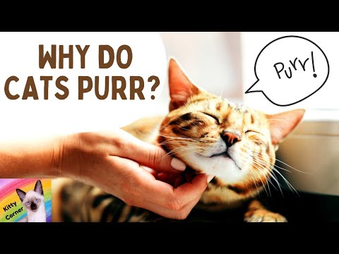 😻 Why Do Cats Purr? 💕 #shorts #cat #catlover #kitten (Cat Care Facts)
