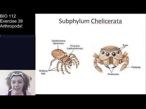 Lab Exercise 39 (Part 1 of 2): Arthropods!