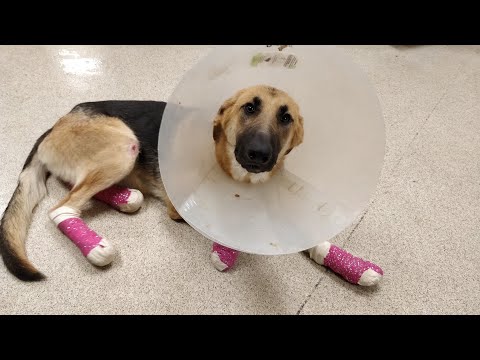National Veterinary Technician Appreciation Week