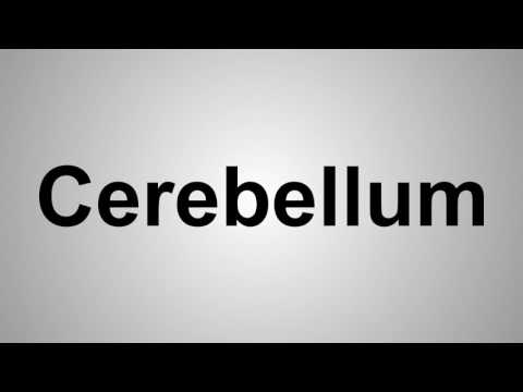 How To Pronounce Cerebellum