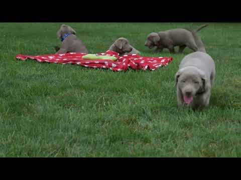 Silver Labrador Retriever Puppies For Sale
