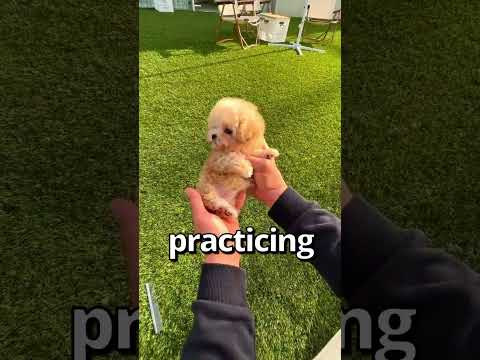 HOW WOULD YOU Rate this PUPPY π± | Wholesome Moments