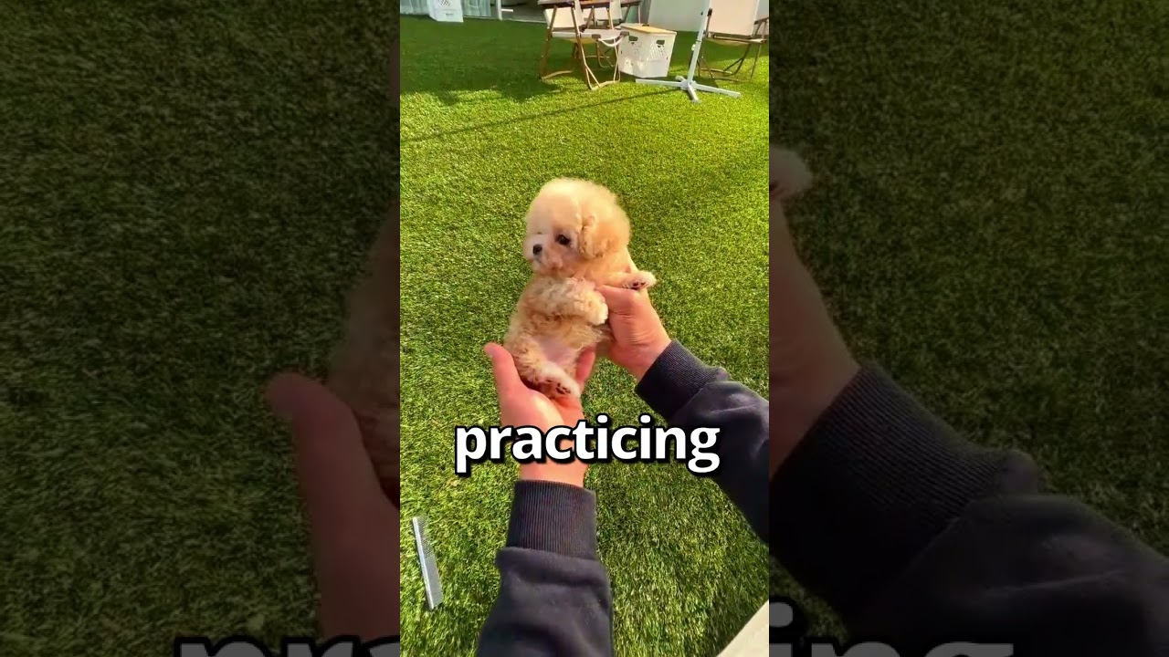 HOW WOULD YOU Rate this PUPPY 😱 | Wholesome Moments