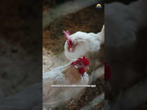 Hens can lay eggs without a male #youtubeshorts