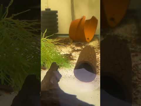 New group of wild caught Apistogramma agassizi Flamenco #apisto #apistogramma #wildcaught