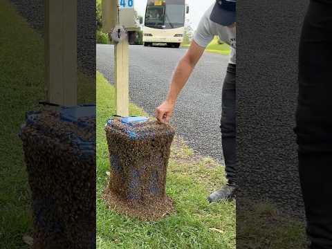 Bin Bees Find New Home #beeswarm #beerescue #beekeeping