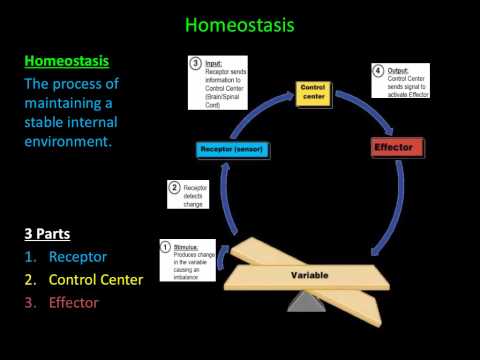 Homeostasis & Feedback Mechanisms
