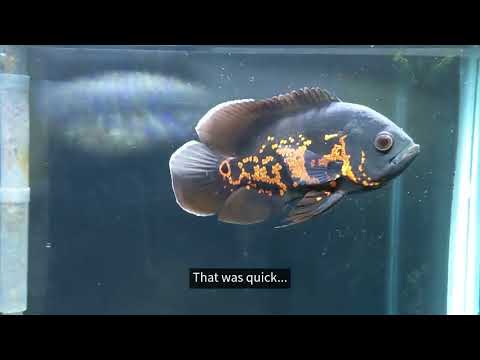 What to feed Oscar fish - Detailed Guide