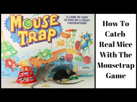 Catching Real Mice With the Mouse Trap Board Game. Mousetrap Monday.