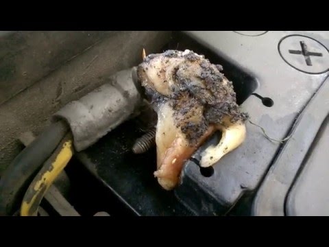 Creepy unexplained thing on car battery negative or minus terminal - strange but true