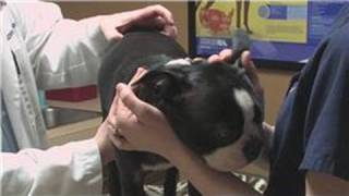 Kennel Technician Overview | What is a kennel technician? - Zippia