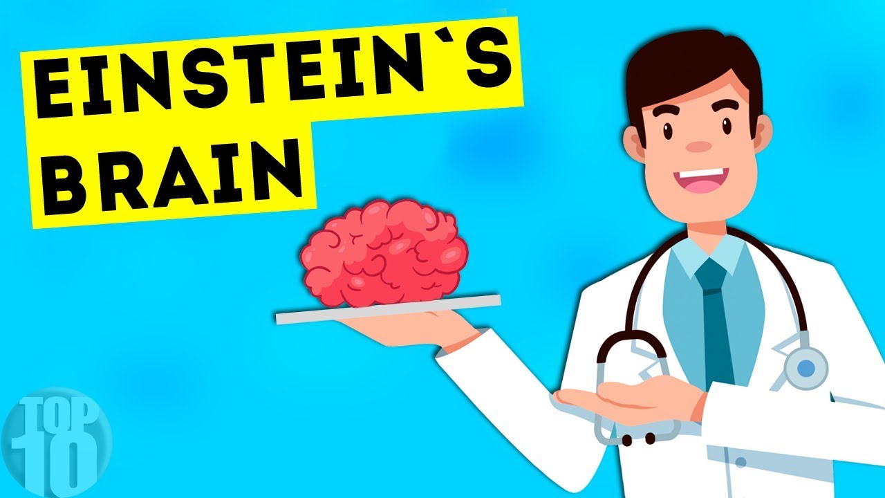 What Happened To Einstein's Stolen Brain?