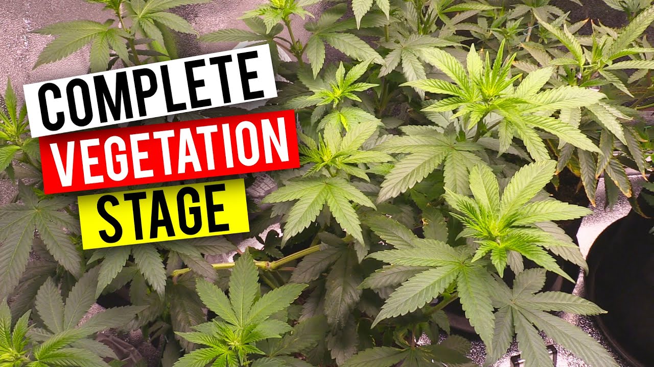 GROWING CANNABIS INDOORS: THE VEGETATION STAGE (BEGINNER GROW GUIDE)