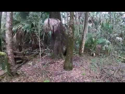 Old Indian Mound at Tosohatchee WMA