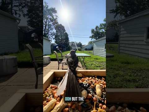 Trying to Befriend Crows: Day 35 / NEW FIGHTER UNLOCKED