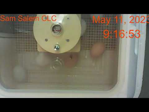 Sam Salem 2023 Chickquest