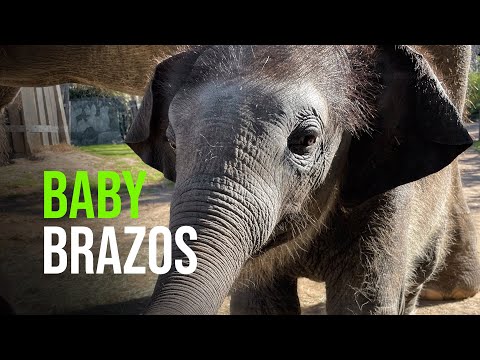 Brazos The Baby Elephant Is 3 Months Old!