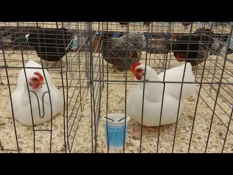 Gold Coast Poultry Fanciers show in Hollister